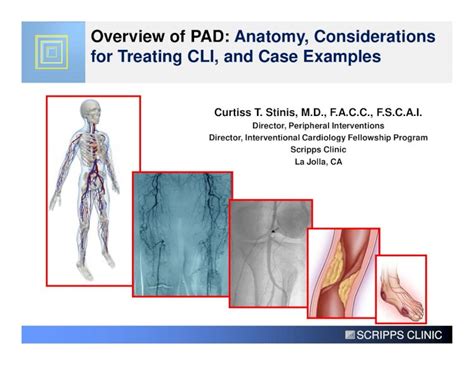 Pdf Overview Of Pad Anatomy Considerations For Treating Cli