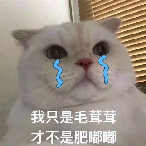 萌宠喵星人我只是毛茸茸才不是肥嘟嘟呆萌可爱动图动态图表情包下载soo