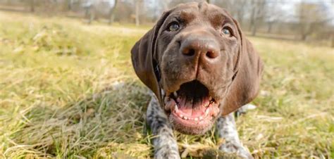 Why Is My German Shorthaired Pointer So Clingy Here S Why Canines