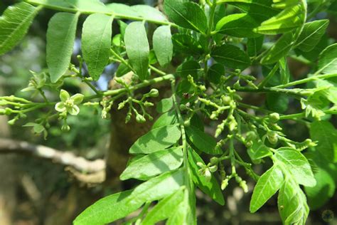 過山香 恆春熱帶植物園