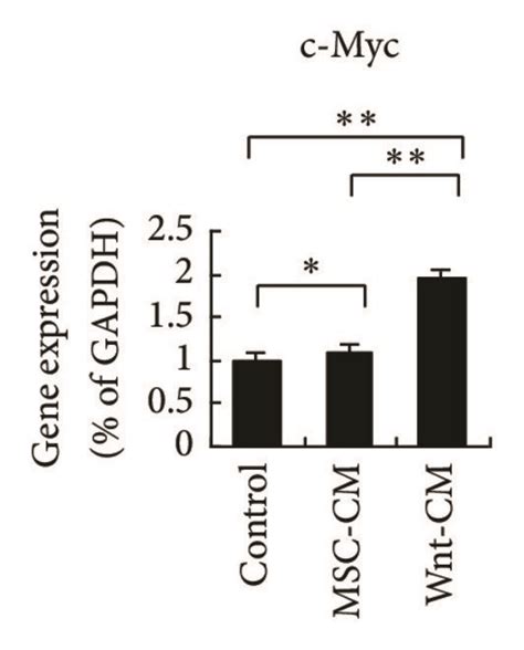 Wnt Cm Inhibits Migration And Expression Of The Cytoskeletal Components