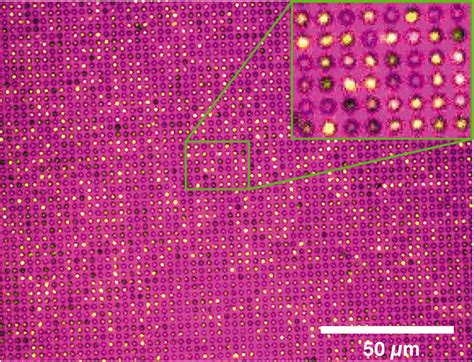 Dielectrophoretic Immobilisation Of Antibodies On Microelectrode Arrays Lab On A Chip Rsc