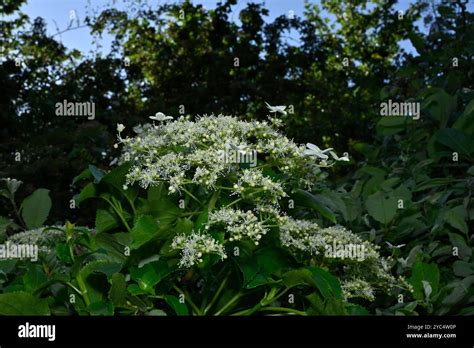 A Climbing Hydrangea Which Grows Over Part Of A Garage And Up Through A