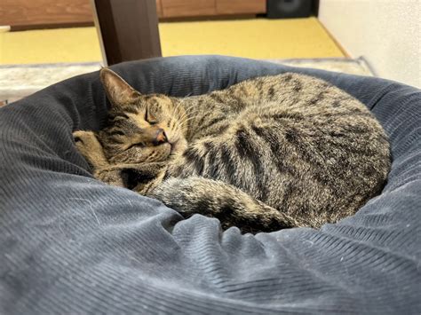 寝言 御代田町あさま動物病院