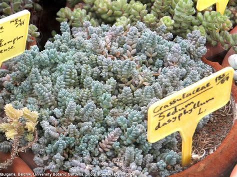 Succulent Atlas - Peter Lapshin