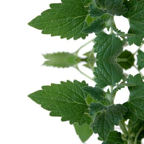 Catnip Oil Benefits And Its Uses Veggies Info Veggies Info