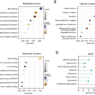 Functional Enrichment Analysis Of The PXN Gene And Its Co Expressed