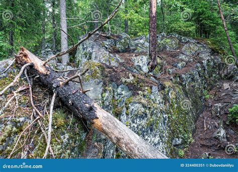 Trees Growing On Rocks Stones In The Forest A Powerful Root System
