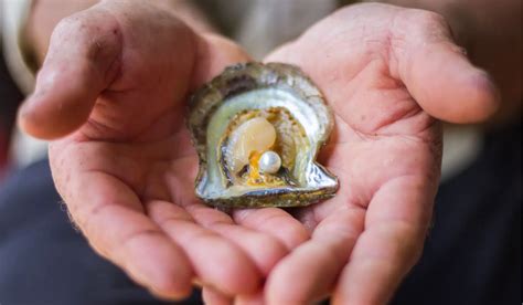 Akoya Vs South Sea Pearls Saltwater Pearls Cygnet Bay Pearl Farm