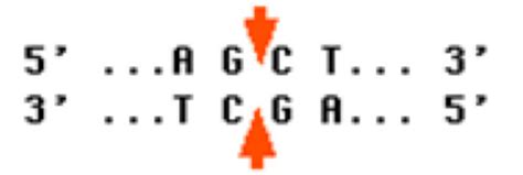 Manipulating Genomes Flashcards Quizlet