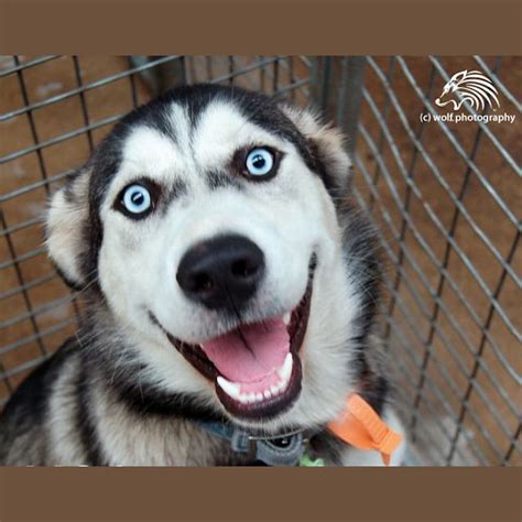 Spirit Large Female Alaskan Malamute X Siberian Husky Mix Dog In Nsw