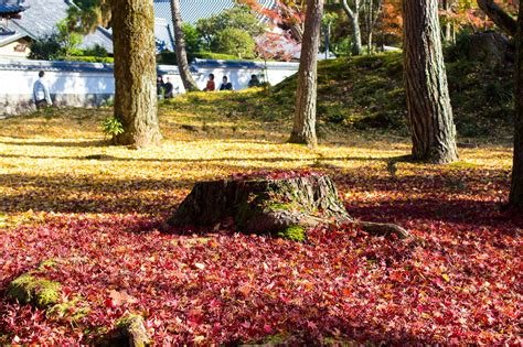 日本の風情を感じるおすすめ京都の紅葉穴場スポット3選 大阪のフードコーディネーターフードスタイリスト Studio 3s 佐々木沙恵子の
