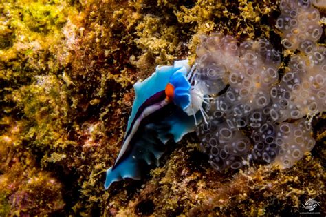Marine Flatworms Facts Photographs And Video Seaunseen