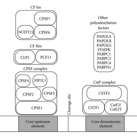 Human Polyadenylation Factors Human Basal Polyadenylation Factors Are Download Scientific