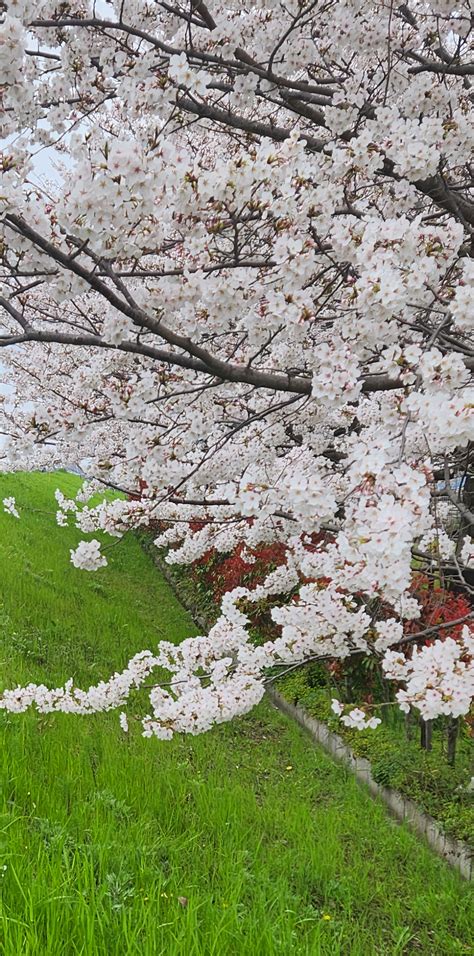 満開の桜 キトラブルーの空色日記