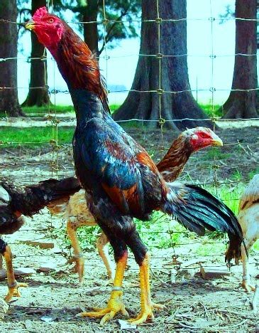 LAS MEJORES LINEAS DE GALLOS DE COMBATE DE ¼ REDONDO Y DE 1 4 FILO
