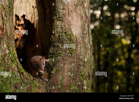 Subtropical Antechinus Antechinus Subtropicus Emerging From Hiding At