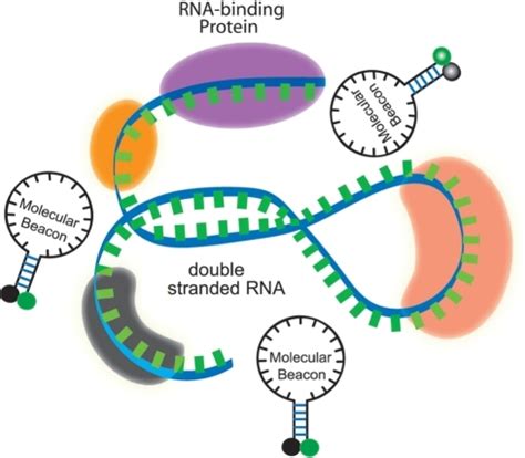 A Schematic Illustration Of A Segment Of The Target MRN Open I
