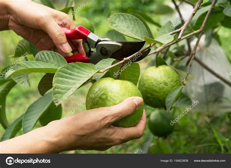 Gardener Pruning Guava Trees With Pruning Shears On Nature Backg Stock Photo By Krisana