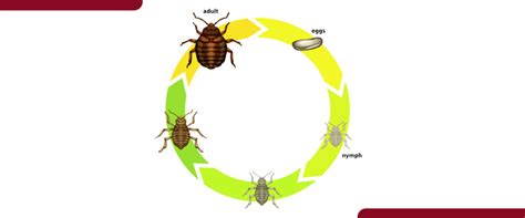 Tiny Hitchhikers The Intricate Lifecycle Journey Of Bed Bugs Bed