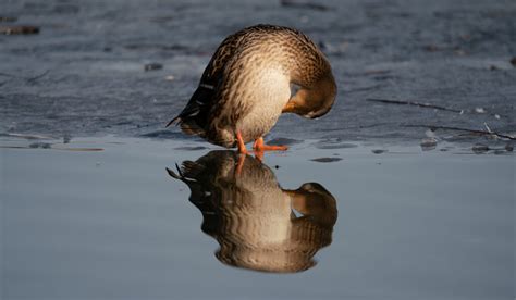 Where Do Ducks Sleep Farmhouse Guide
