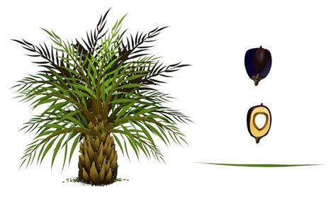 Kelapa Sawit Vectors Download Free High Quality Vectors From Freepik