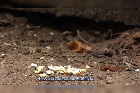 进化论再次被科学界推翻！人类并非猿人进化，专家：说了你也不懂 猿人 进化论 人类