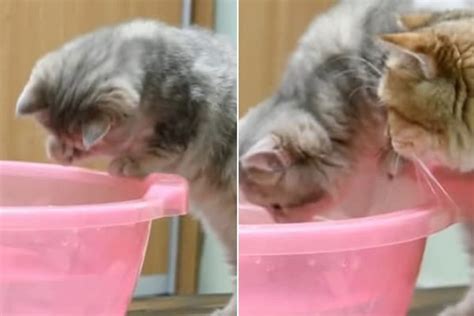 목욕 시키려고 받아놓은 물인 줄도 모르고 다가와서 ‘냠냠 물 먹는 고양이