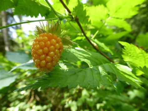 23 Types Of Berries With Their Picture And Name Eathappyproject