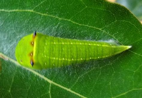 Papilionidae Larvae