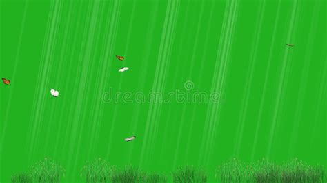 Butterflies Flying On Grass Field Stock Footage Video Of Rises White