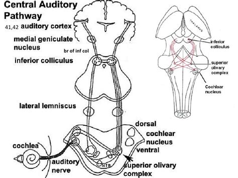 Physiology Of Hearing 21st July 11