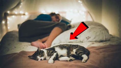 Est ce bon ou mauvais de dormir avec son chat Voici la réponse