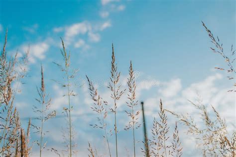Creeping Bentgrass Agrostis Stolonifera Against The Beautiful Sky