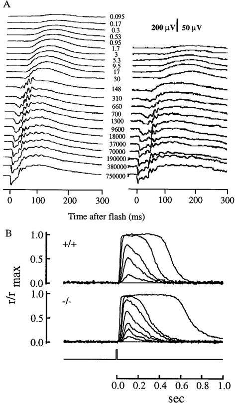 Erg Recordings And Morphology Of Plc 4 Null Mice A Families Of