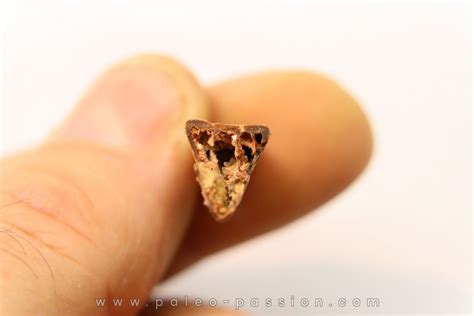 Pterosaur Partial Rostrum Alanqa Saharica Cenomanian Kem Kem Morocco