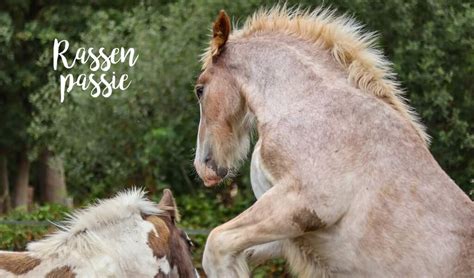 Simone Van Beek Op De Bres Voor De Tinker Bit And Cap