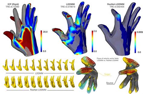 Lddmm Vs Resnet Lddmm Registration Results Of Hand Shapes With Download Scientific Diagram