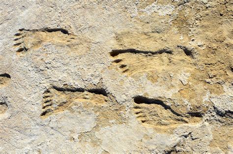 The Longest Trail Of Ancient Fossil Footprints Show Humans Arrived In