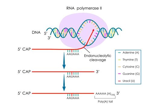 Crispr Biotech Engineering On Linkedin Science