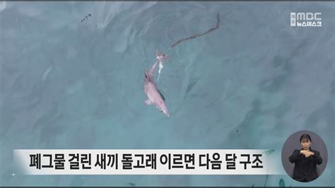 폐그물 걸린 새끼 돌고래 이르면 다음 달 구조 Youtube
