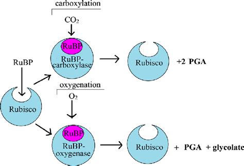 Rubp