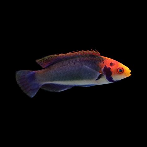 Solar Wrasse Cirrhilabrus Solorensis Aquarium Arts