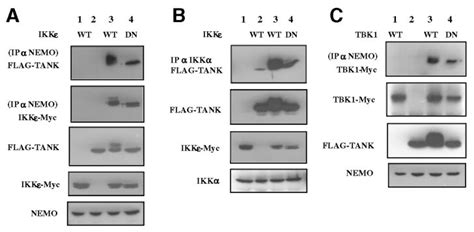 Ikk And Tbk1 Promote The Interaction Of Tank With The Ikk Complex 293