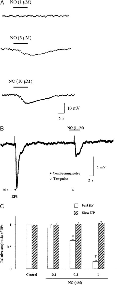 Effect Of Exogenously Applied No On Membrane Potential And Ijps A No