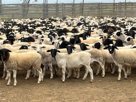 Lot 27 850 Mixed Sex Store Lambs Auctionsplus