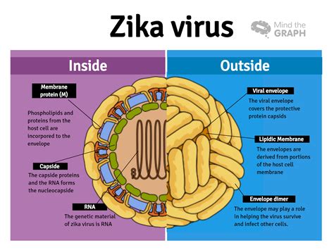 Mind The Graph Blog Zika Virus The Awarded Study That Brings New Light