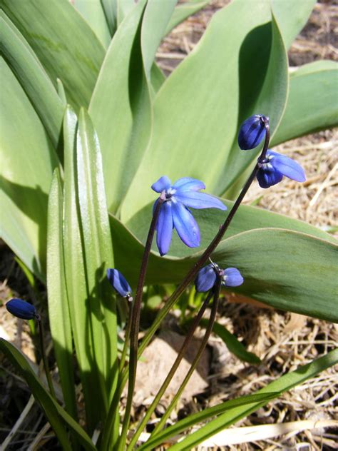 Urban Oasis Siberian Squill
