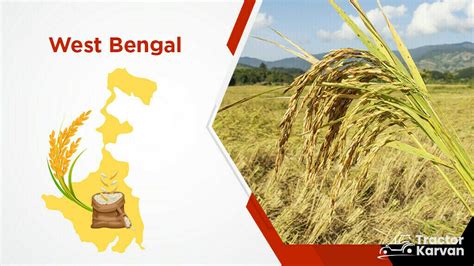 Top 10 Largest Rice Producing States In India 2023 Tractorkarvan