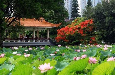 周末好去處，洪湖公園百畝荷花開啦！並已發現26朵並蒂蓮！ 每日頭條